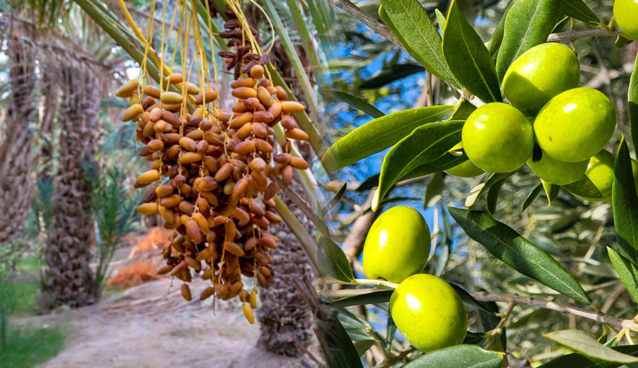 L'huile d'olive et les dattes tunisiennes : succès à l'export en Asie ...